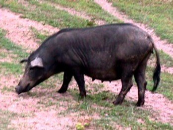 HumaNat21: LAS POSIBILIDADES DEL CERDO CRIOLLO