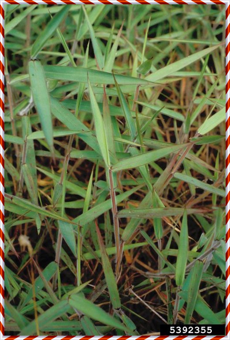 CAPIM GORDURA(Melinis minutiflora)