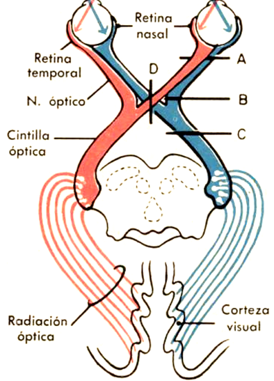 NeuroAnatomía Dr. William Ganem: Láminas para el Examen Final 11