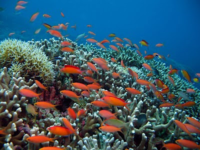 What A Wonderful World: Tubbataha Reef