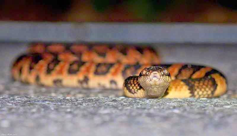 Ryukyu Life: Okinawa Folktale: Daughter and Demon