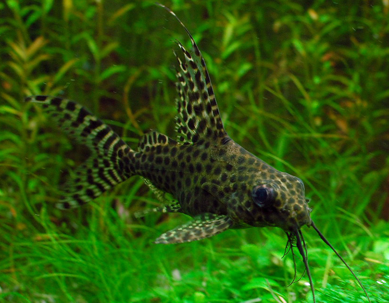 Mania de Aquário: Synodontis sp.