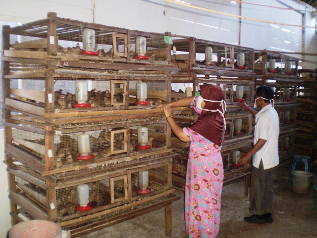 Panduan Ternak Burung Puyuh | JBBKICAU