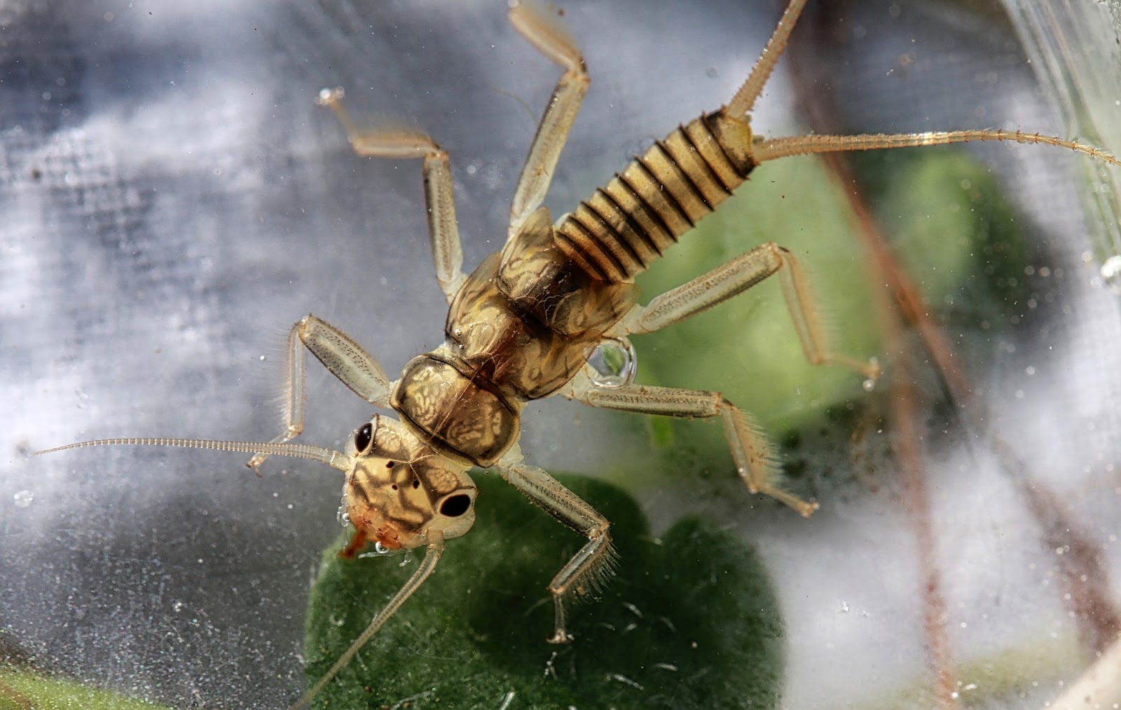 Aquatic Insects of Central Virginia: The "Appalachian Springfly ...