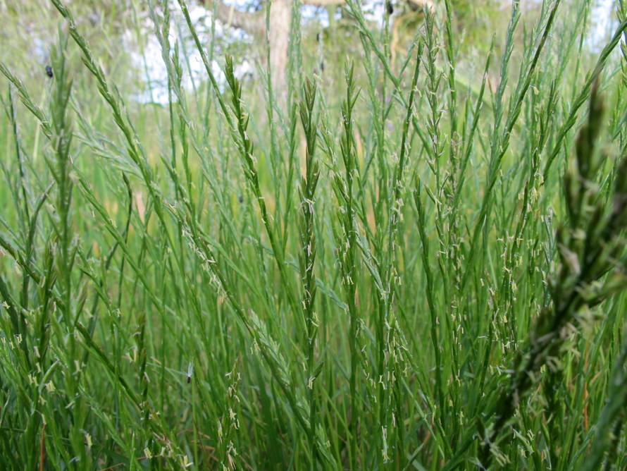 FLORA NEL SALENTO e.. anche altrove: Lolium perenne L. - Poaceae ...