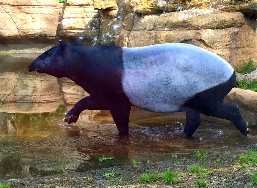 Picture Book Party: April 2015