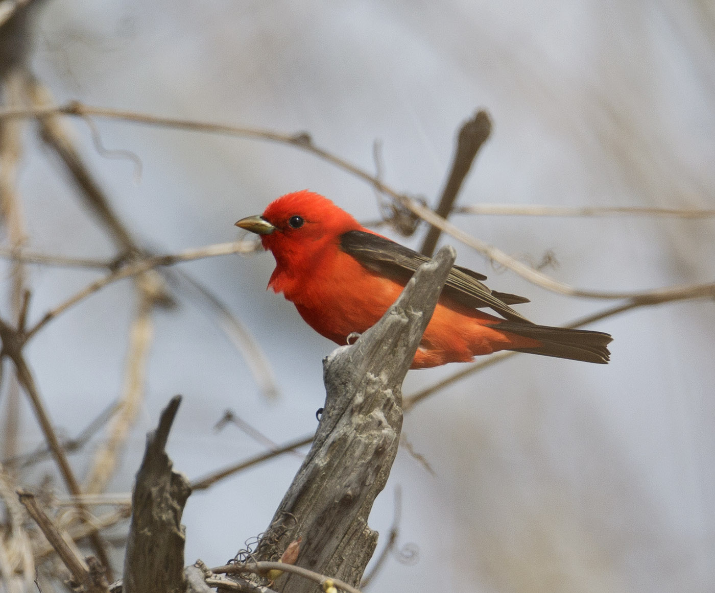 pewit: Scarlet Tanager