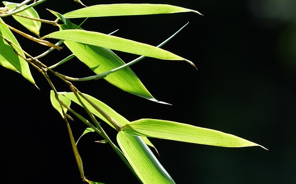 Buat Apa Beli Obat Mahal, Daun Bambu Sudah Terbukti Ampuh Mengatasi ...