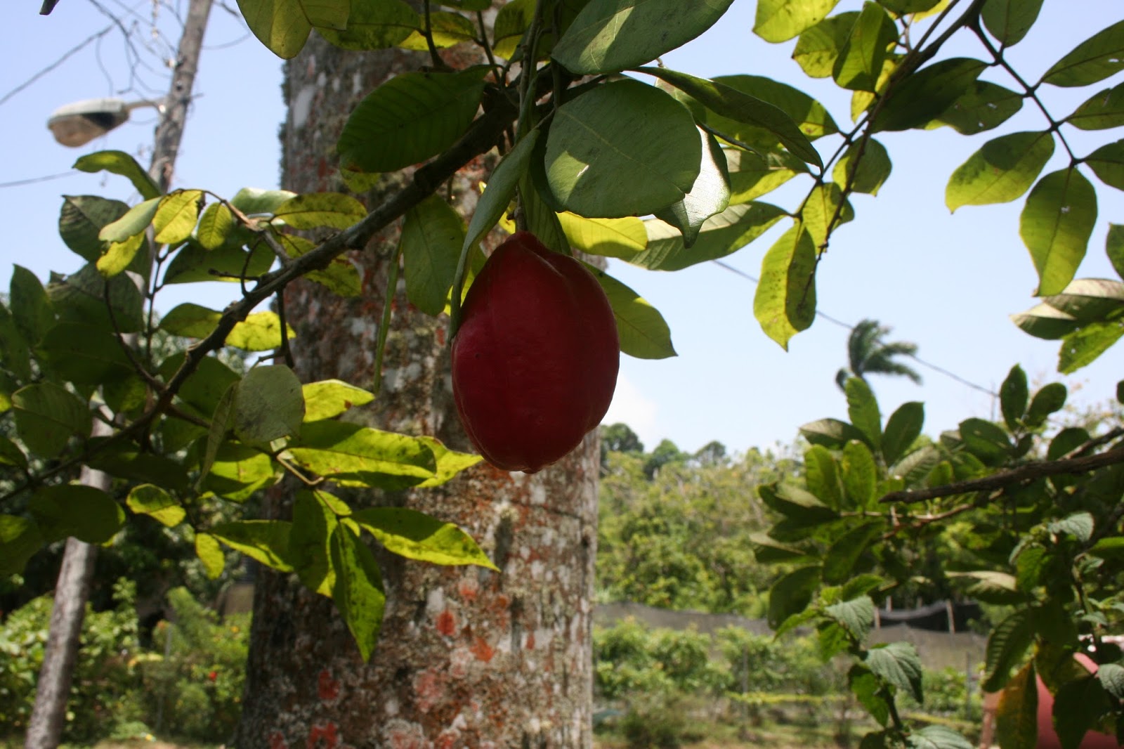 Jamaica’s Honey: Internship in Top-Bar Beekeeping: 2013-07-21