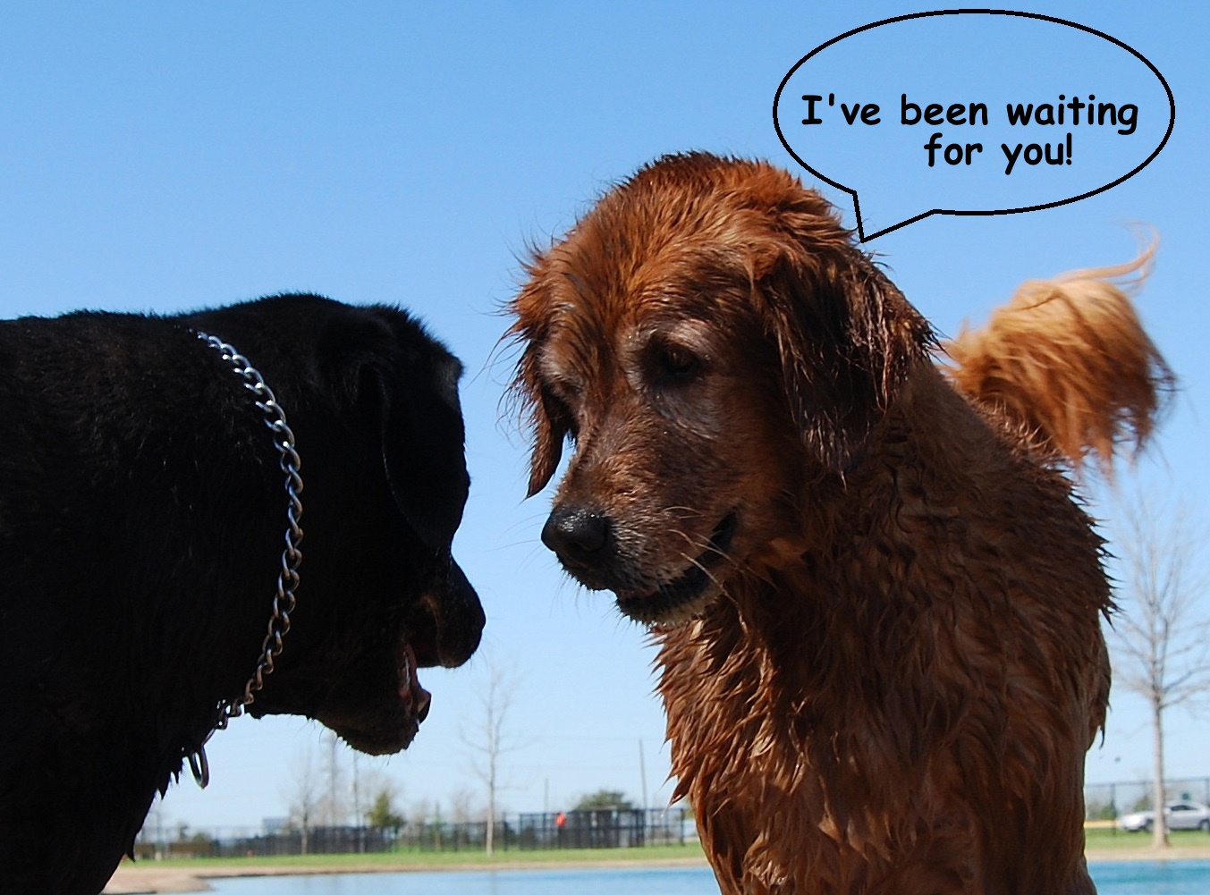 It's a Ruff Ruff World: 2016