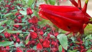 BH (Blog Herbal): si cantik merah Bunga Rosella terhadap Hipertensi