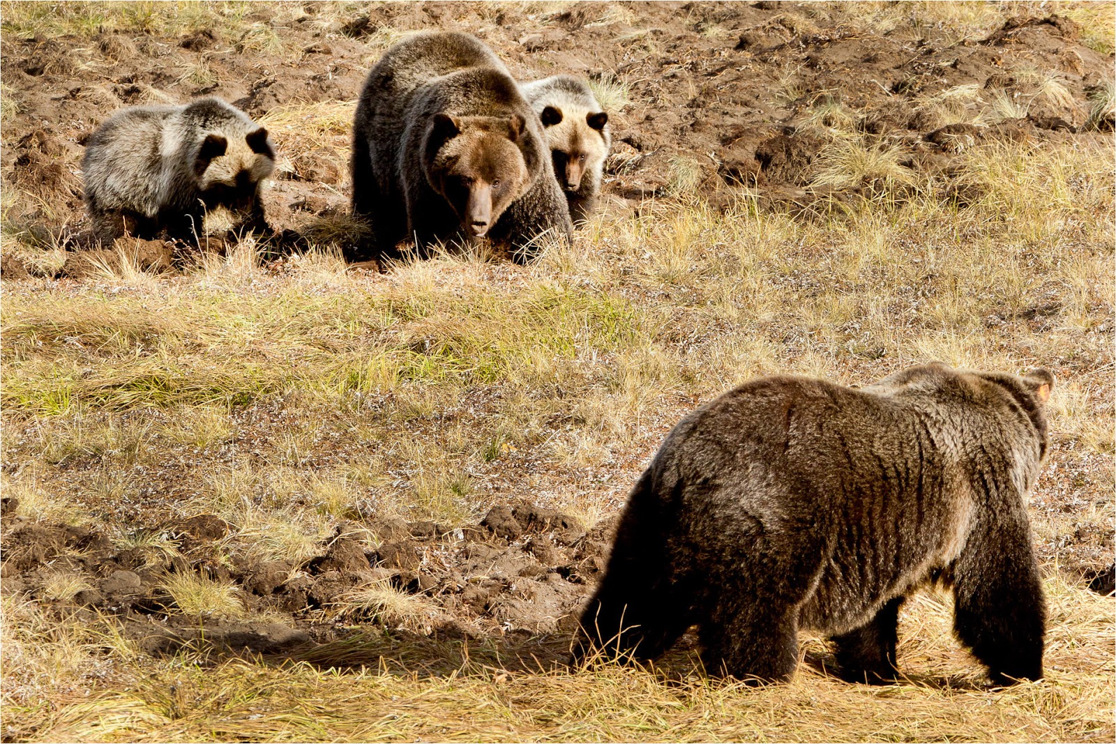 Haiwan: Beruang bergaduh !!! (4 foto)
