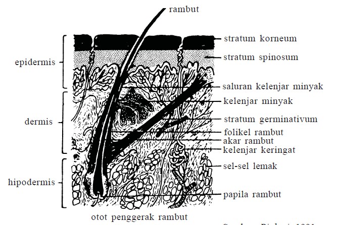 Sistem Ekskresi pada Manusia