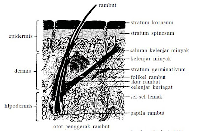 Sistem Ekskresi pada Manusia