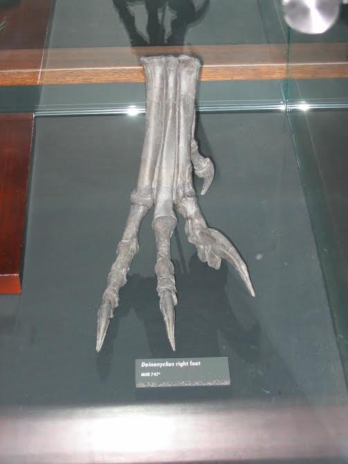 Prehistoric Beast of the Week: Interview with Paleontologist: Liz ...