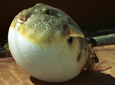 Sugar Toads, What? : Blowfish Tails Check