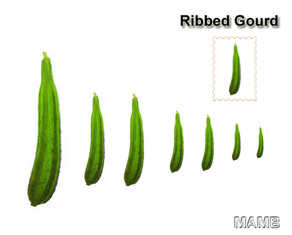 Photos Gallery: Ribbed Gourd
