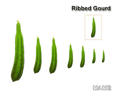 Photos Gallery: Ribbed Gourd