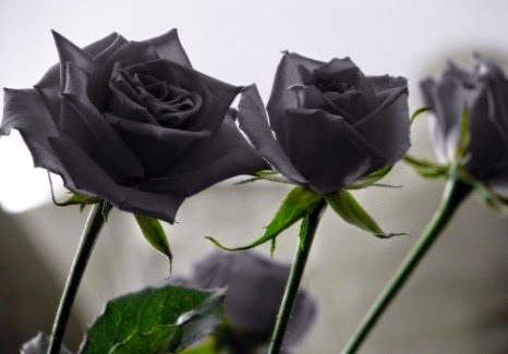 EL NOMBRE DE LA ROSA: La rosa negra: Rosa turca