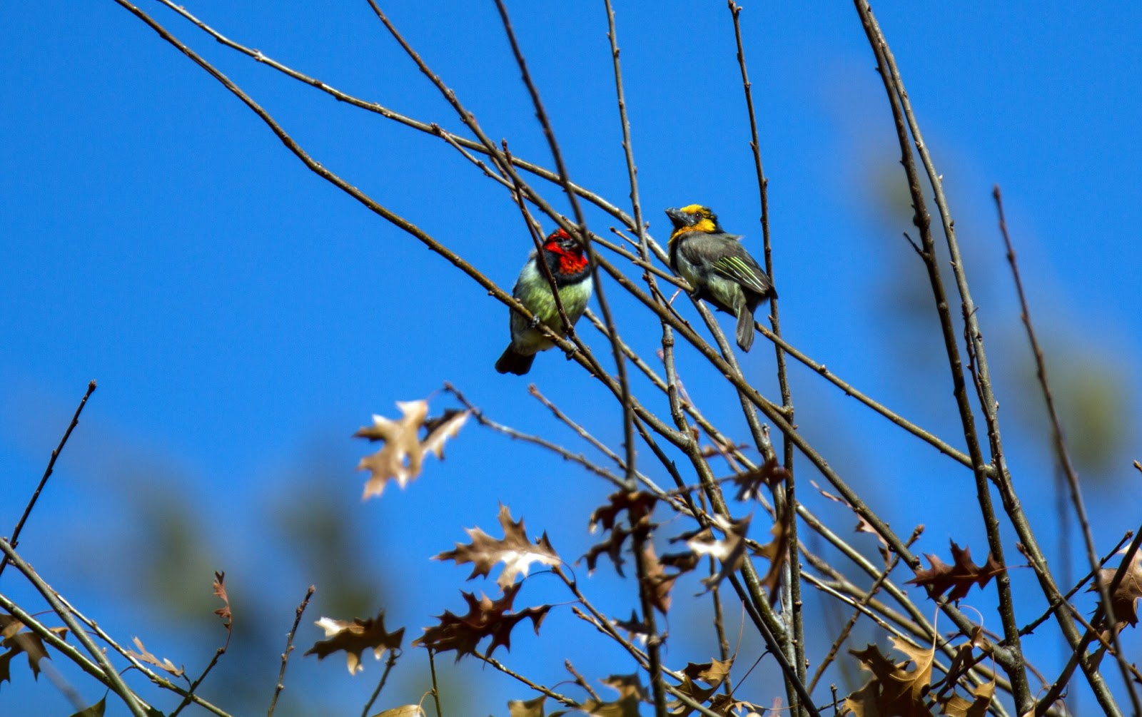 The '800 Challenge' - Southern Africa: Xanthochromism - a yellow Black ...