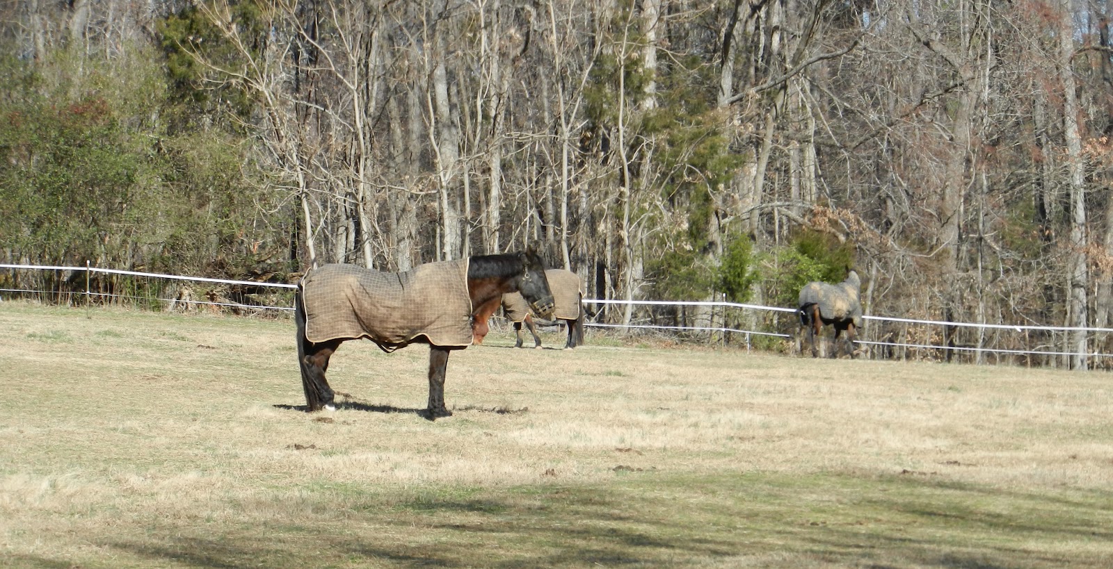 Der Scott: Geezer Pleezer Freezer