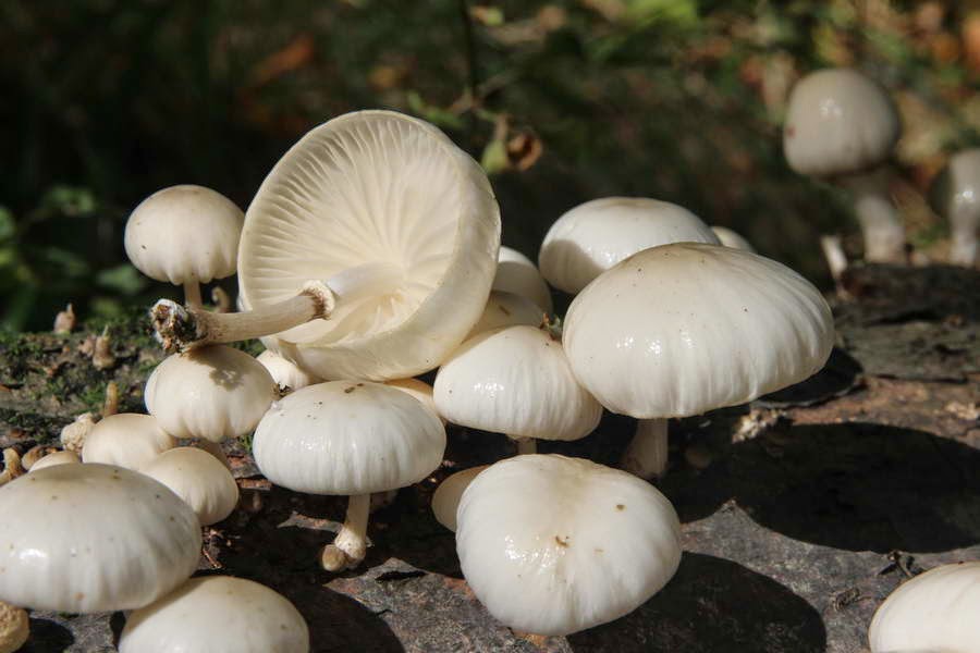 Observaciones de hongos de Navarra: Zarranz. 19/10/2014