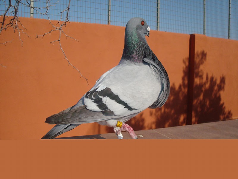 JOSE ANTONIO: EL COLOR AZÚL DE LAS PALOMAS