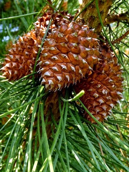 Taxonomia Plantae no Magnoliopsida: Phylum Tracheophyta Clase Pinopsida ...