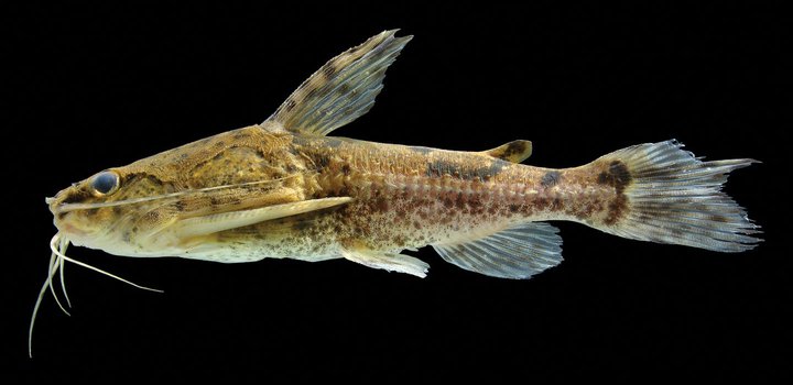 Species New to Science: [Ichthyology • 2011] Taxonomic revision of ...