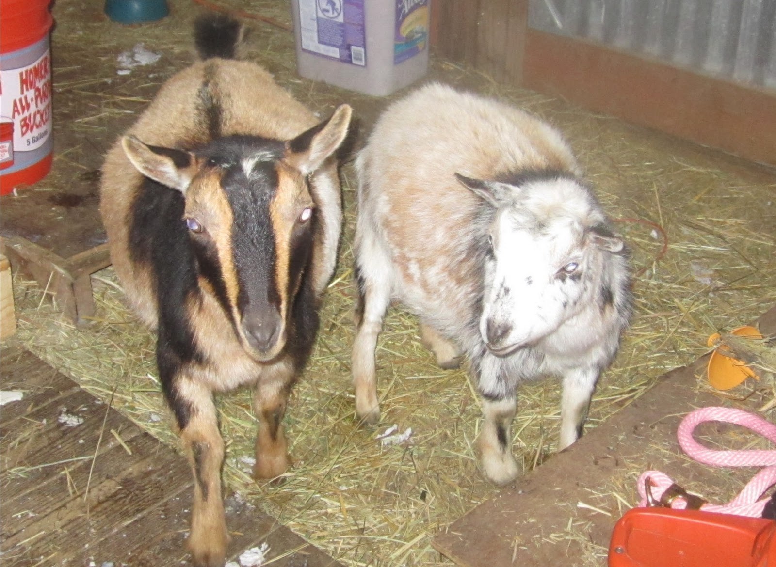 High Prairie Homestead: Got Goats?