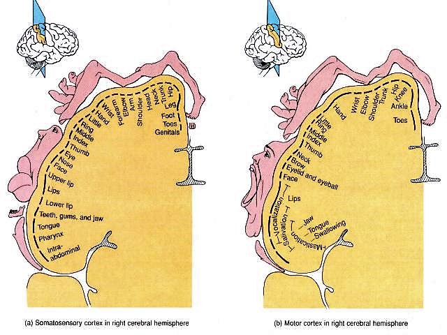 PhysioSolutions: Tattoos Hurt Your Running?