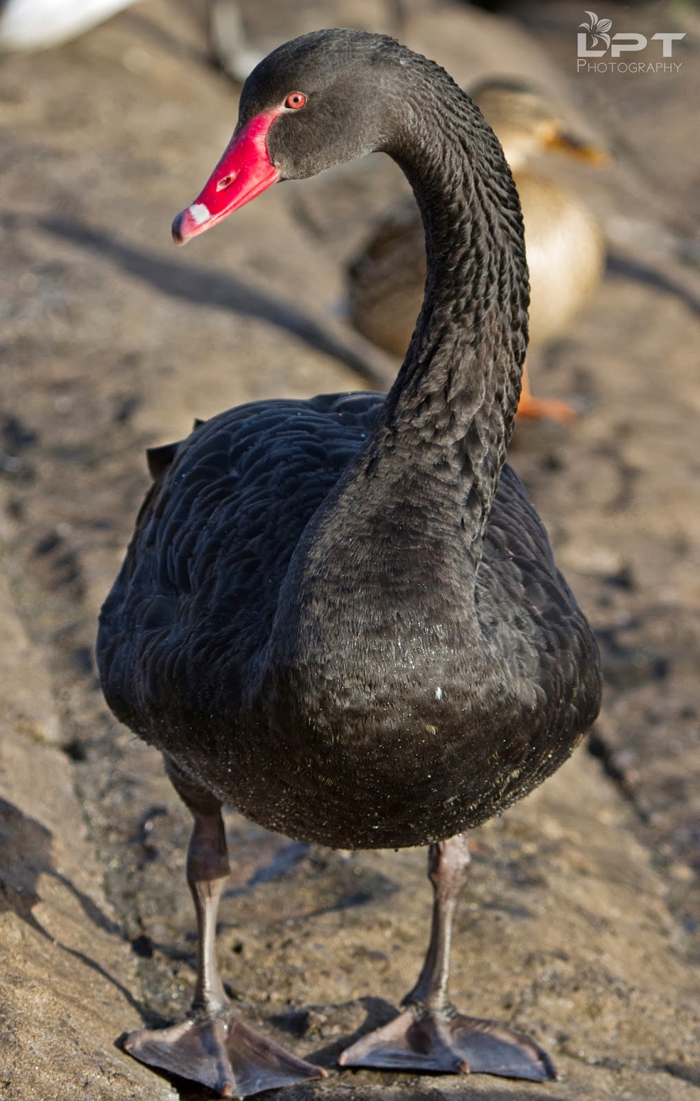 Newton-St-Loe Birding: Black Swan + Red-Head Smew