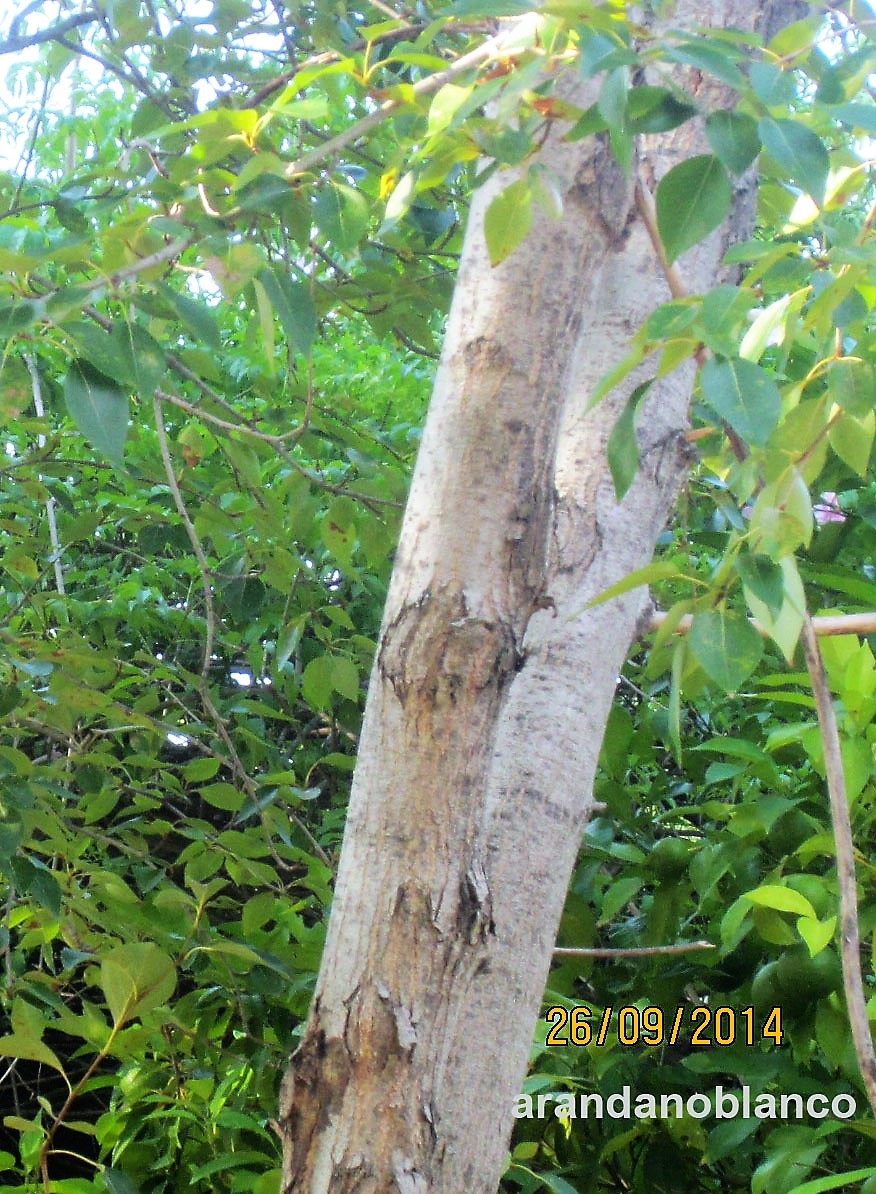 parquealamillo-encinarosa: Populus simonii / Chopo simoni / Chopo de ...