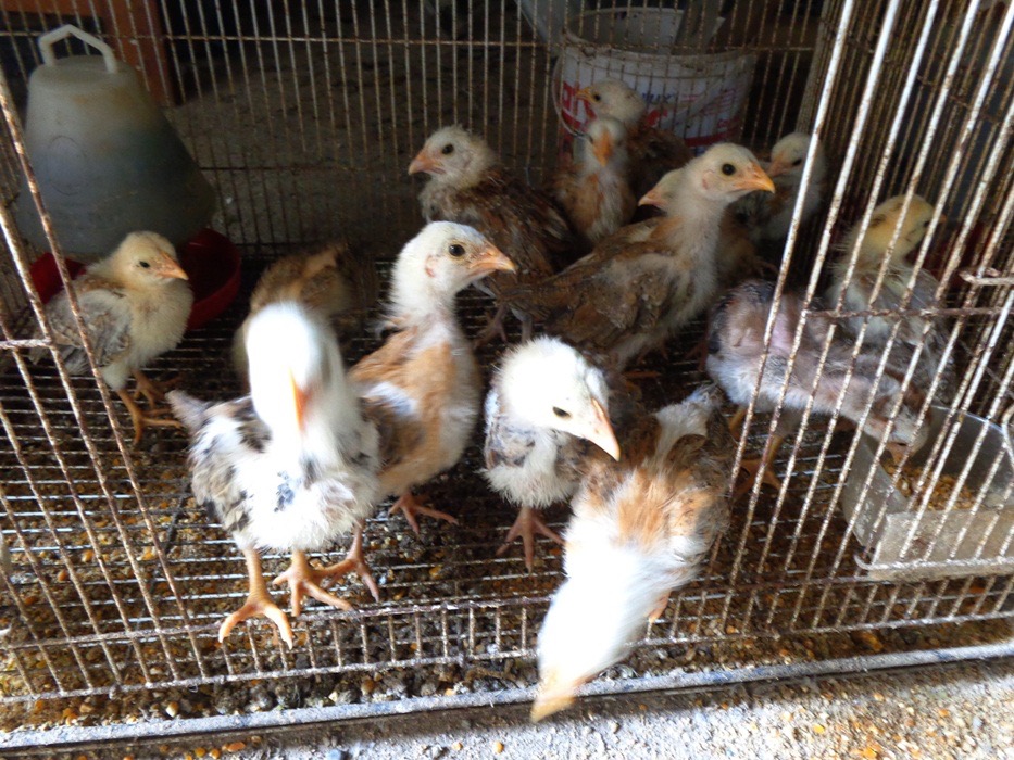 Dijual Ayam Filipin / Philipin