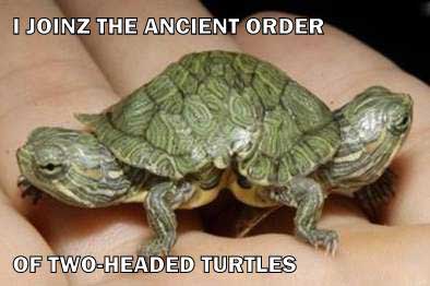 Funny Turtles