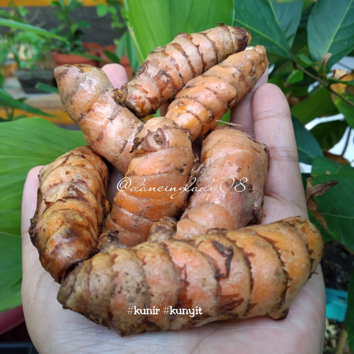 dancinglady08: Resep Jamu Kunir Asem