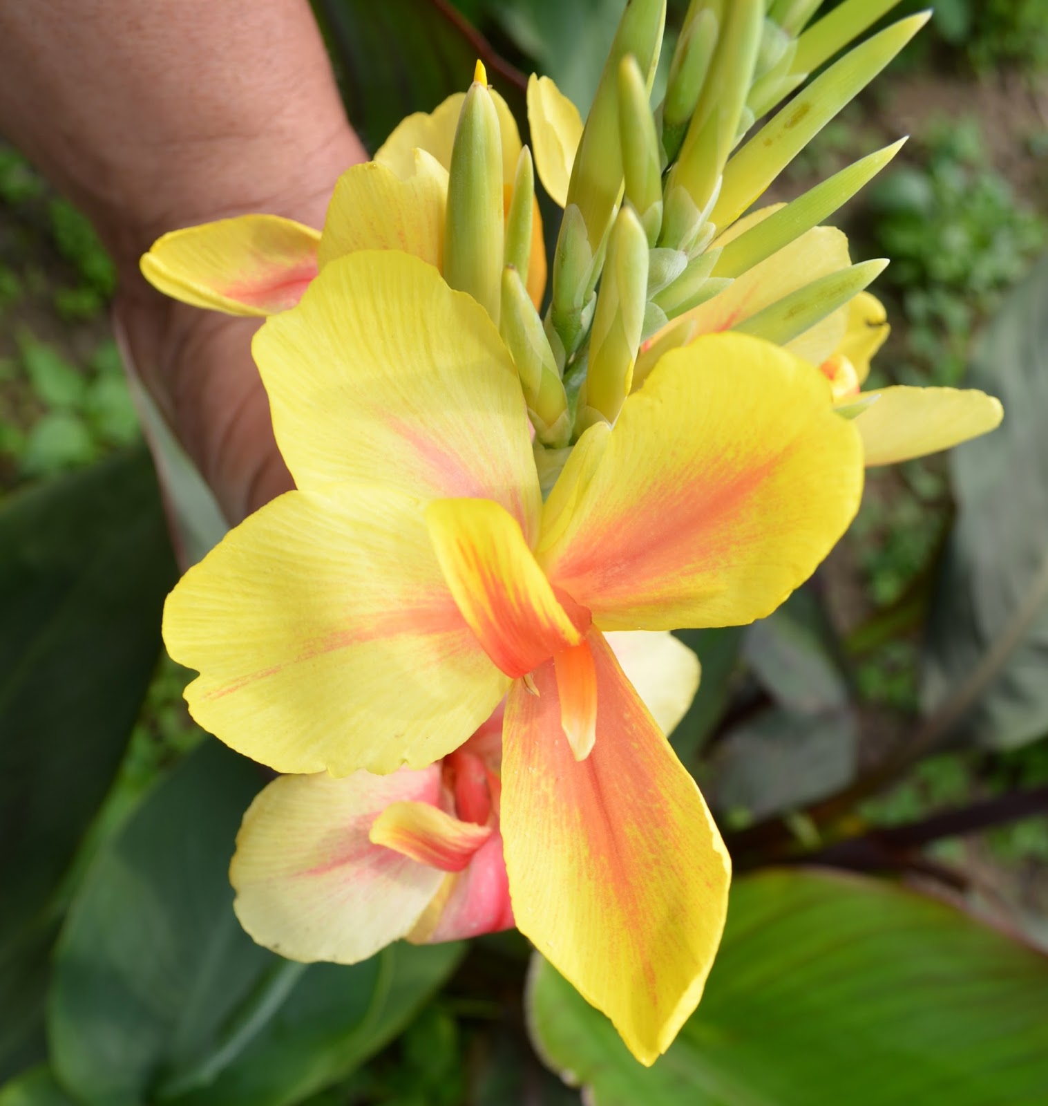 Brian's Botanicals: The Canna Flower