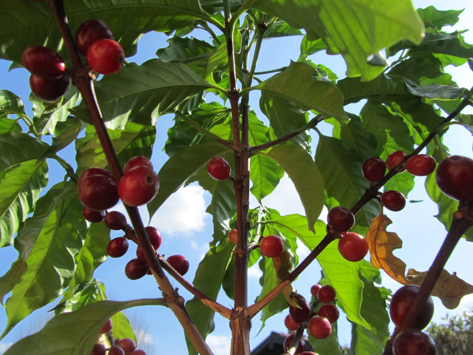 Dove Cresce la Pianta del Caffè (Coffea arabica o Coffea canephora ...
