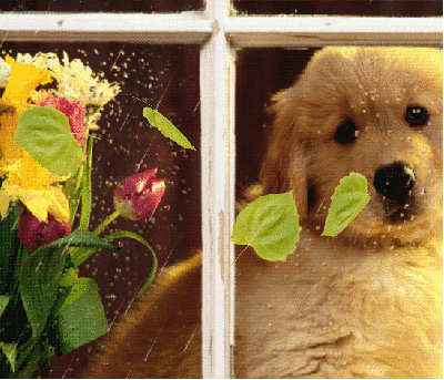 Pieseczki mireczki: Animowane obrazki i gify - Pies Berneński pasterski