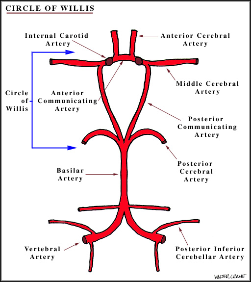 MBBS Revision: Vascular territories of the brain and clinical features ...