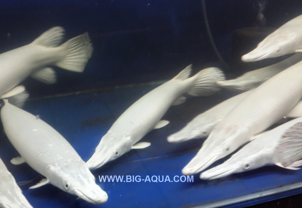 Golden Alligator Gar Price at Katherine Roosa blog