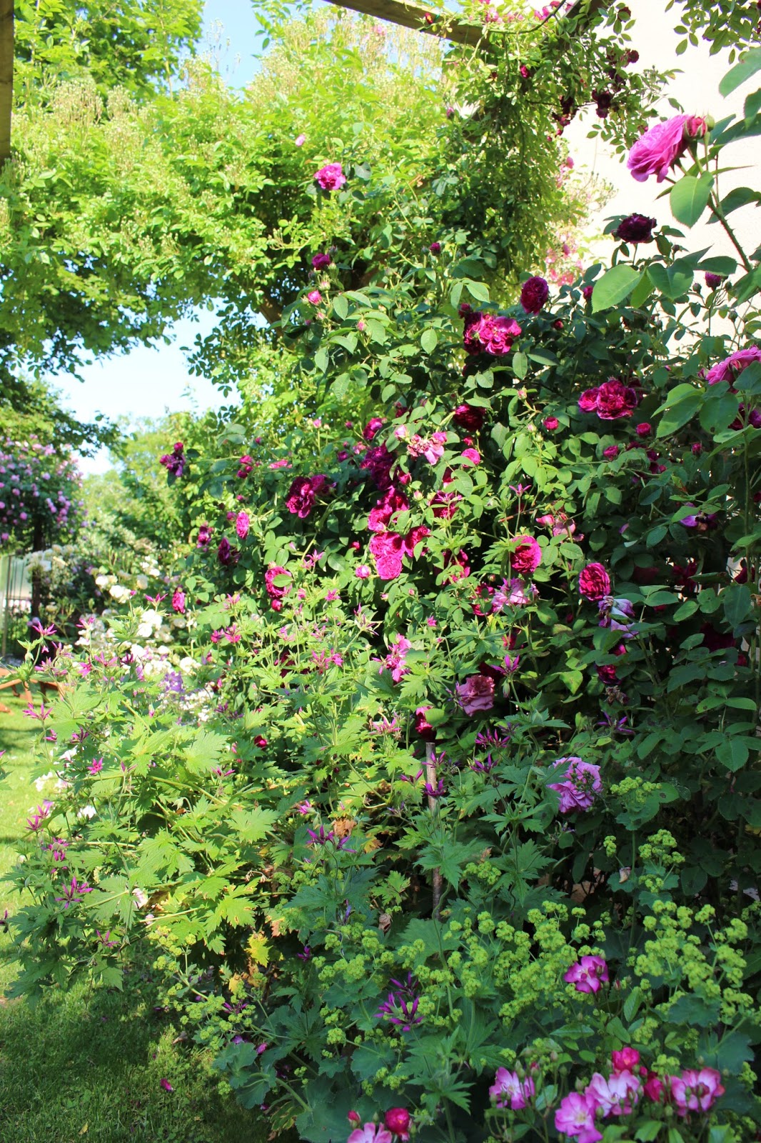 Notre jardin secret.: L'allée des roses