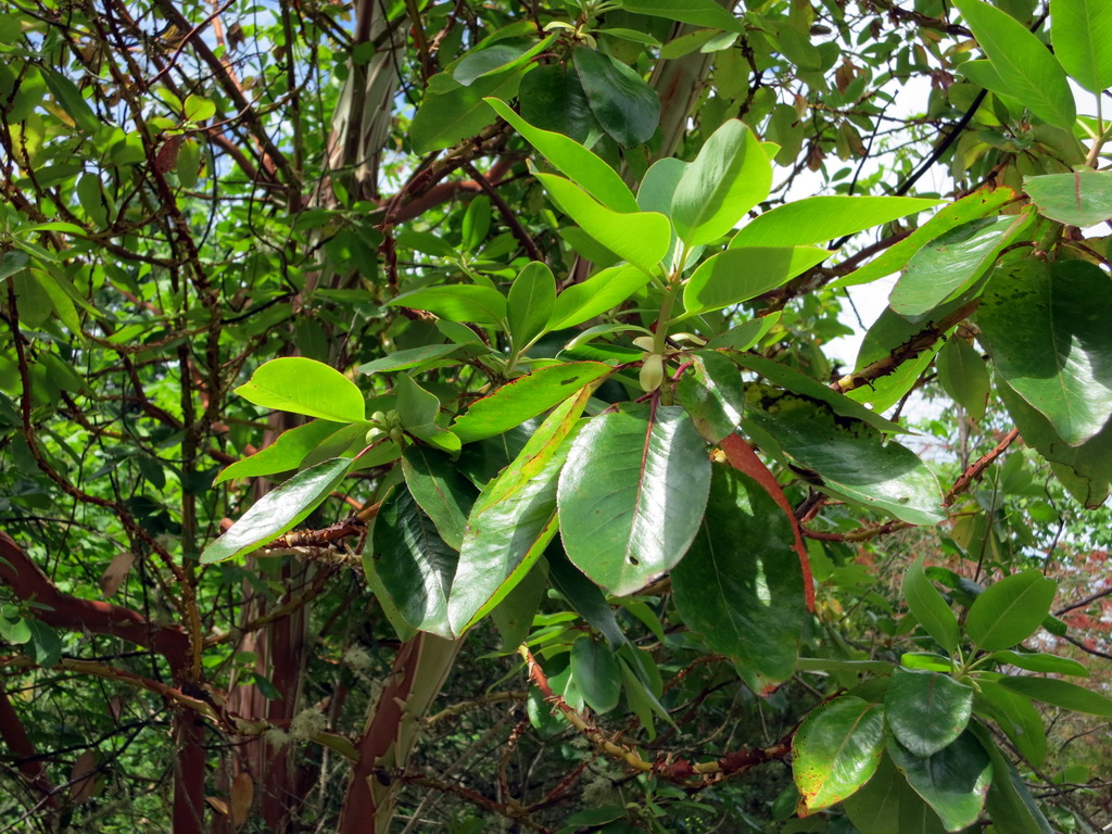 Clark's Oregon Wildflower Blog: Pacific Madrone