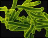 fanis. jaquis: REINO MONERA