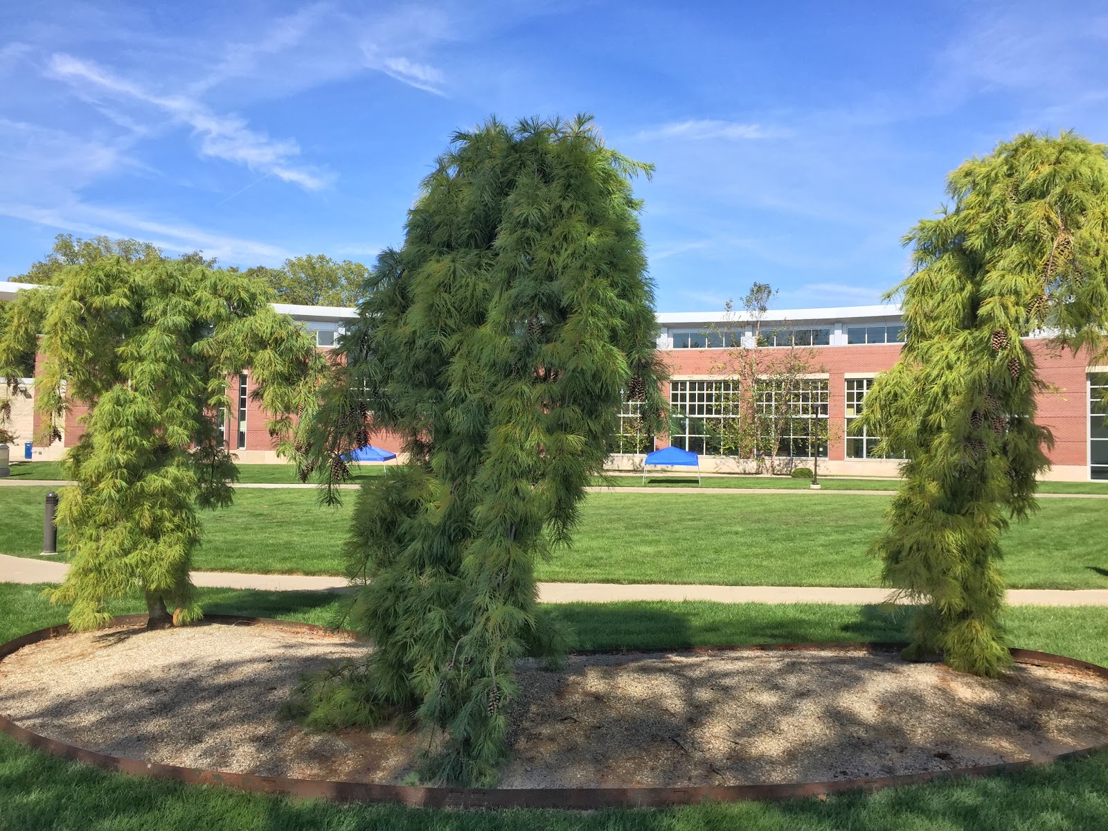 Beautiful Pinus strobus 'Pendula' at Butler University [Backyard ...