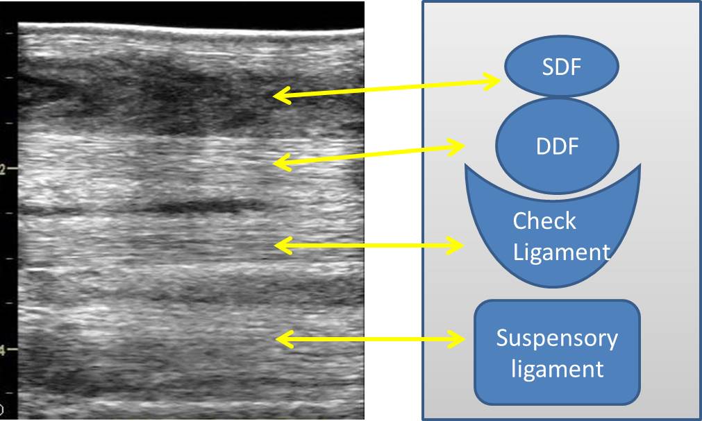 Michael Porter, Equine Veterinarian: Superficial digital Flexor ...