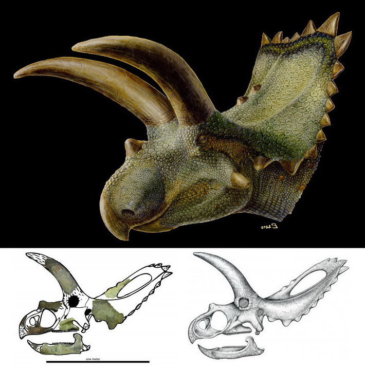 Species New to Science: [Paleontology • 2010] Coahuilaceratops ...