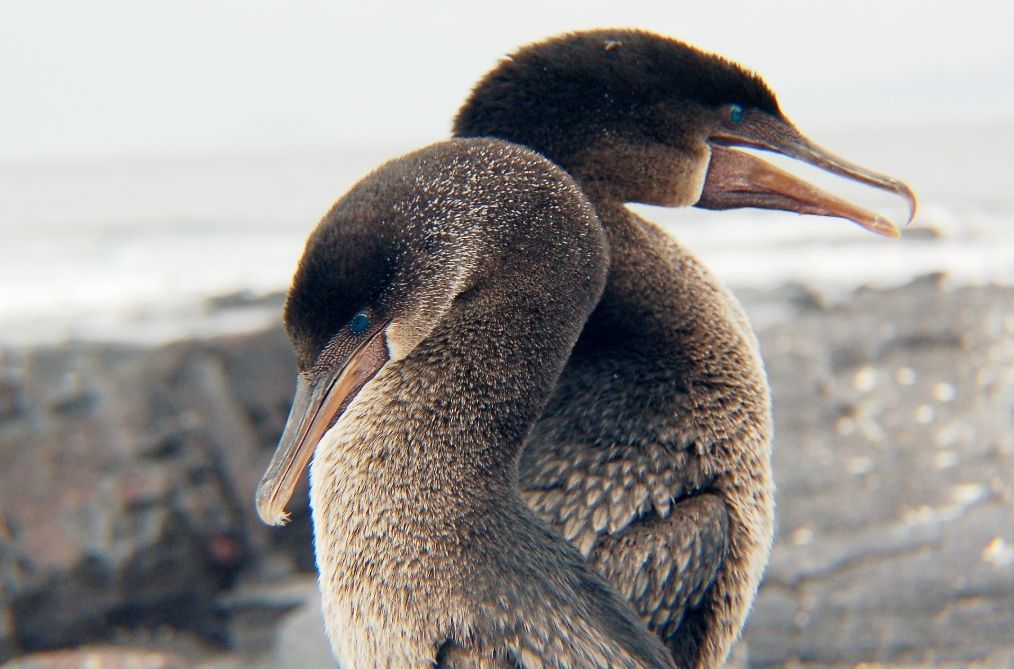 Galapagos Flightless Cormorant - Unique in All the World - Galápagos ...
