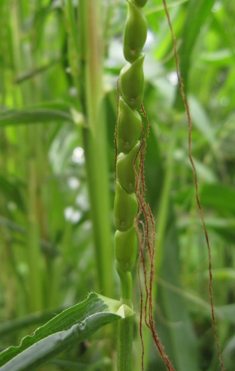 Arrowhead Alpines Blog: Growing a bit of ancient history.