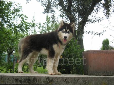 alla ricerca del Siberian Husky: 1. Peggiori annunci